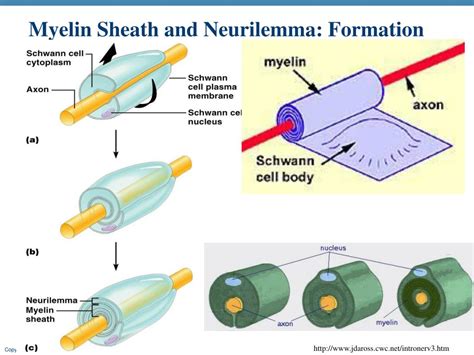 Types Of Myelin Sheath Myelin Sheath Slbgr