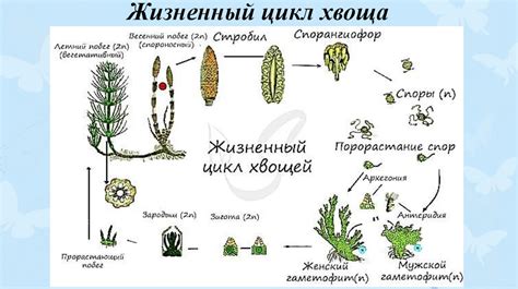Жизненные циклы растений Спорогенез и гаметогенез Решение задач ЕГЭ 2020 презентация онлайн
