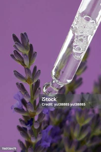 라벤더 에센셜 오일 밝은 라일락 배경에 미묘한 투명 오일과 라벤더 꽃클로즈업 유리 파이펫 식물성 화장품 컨셉 0명에 대한 스톡 사진 및 기타 이미지 Istock