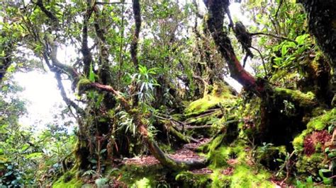 Mossy Forest Cameron Highlands Latest Guide 2026