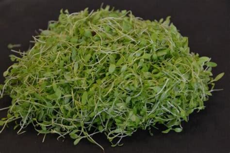 Types Of Celery • Insteading