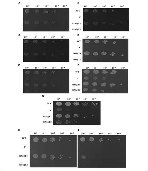 Complementation Assay Growth Complementation Assay In Comparison Of Download Scientific