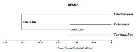 Dendrogram Of The Similarity Degrees Among Valerianaceae Genera Download Scientific Diagram