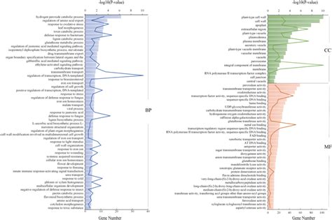 Statistics Of Go Annotation Classification For The Degs In S0 Vs S1 And