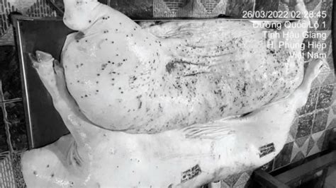 C K T Qu Ki M Tra N I Gi T M Heo Cho C Ng Ty C P Phen N Y Hai N M R M I Th C