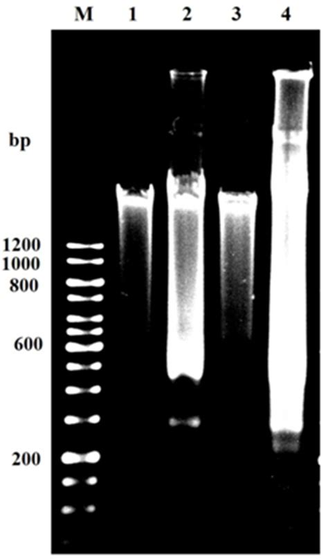 Apoptotic Dna Fragmentation By Gel Electrophoresis Showing Dna Ladder Download Scientific