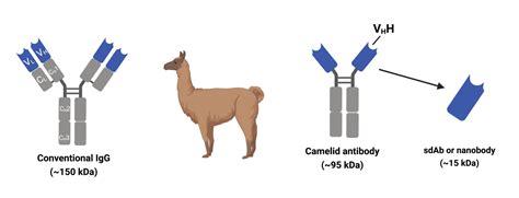 Camelid Antibodies And Nanobodies Rapid Novor