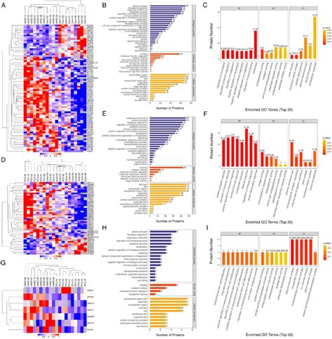 heatmap and go term analysis of deps in different comparisons cluster