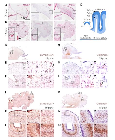 Shh Expression And Bmp Activity In The Embryonic Human Cerebellum