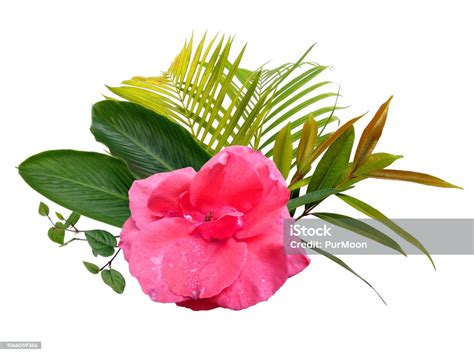 장식이나 프레임을위한 잎과 꽃꽂이 아름 다운 녹색 나뭇잎입니다 꽃과 녹색 잎은 흰색 배경에 분리되어 있다 0명에 대한 스톡 사진 및 기타 이미지 Istock