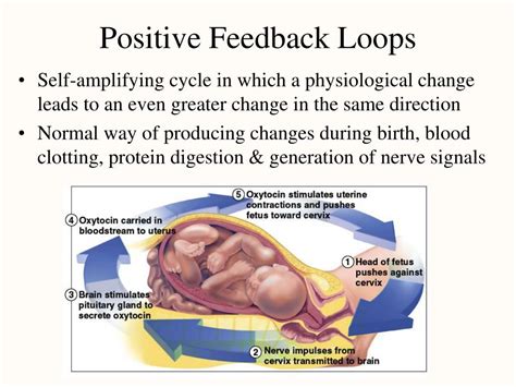 Positive Feedback Loop Example Anatomy At Indiana Seery Blog