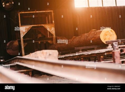 Fresh Cut Pine Tree Log Processing On Sawing Machine At Timber