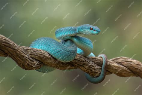 Premium Photo Trimeresurus Insularis