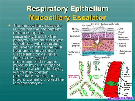 Respiratory Epithelium1
