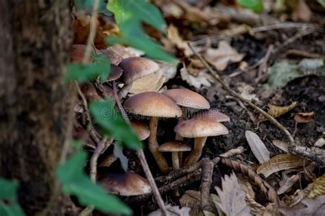 Psilocybe Cubensis Stock Image Image Of Autumn Woodland 346333697