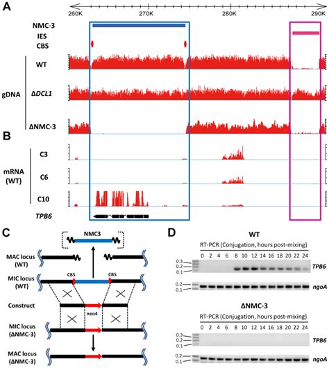A Germline Limited Piggybac Transposase Gene Is Required For Precise