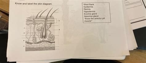 Solved Know And Label The Skin Diagram Word Bank Epidermis
