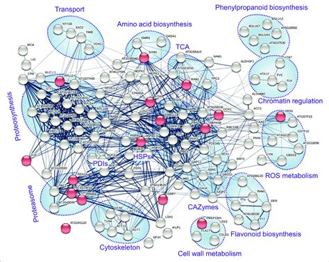 Expected Role Of Differentially Abundant Proteins Found In Inoculated Download Scientific