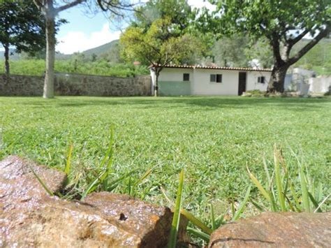 Relva Escalracho Possibilidade Entrega Ou Envio Navió E Vitorino Dos Piães • Olx Portugal