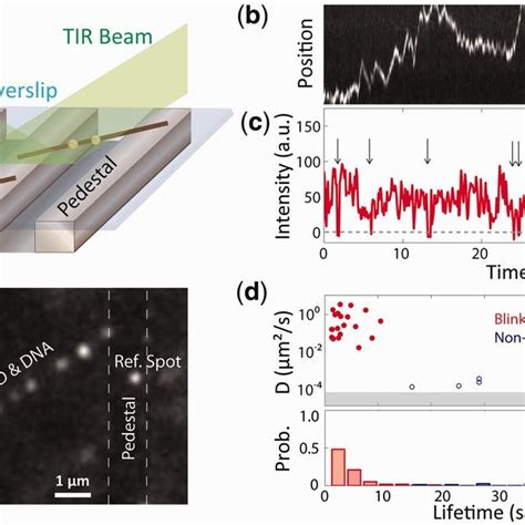 Telk Monomers Blue Are More Mobile On Non Target Dna Compared To