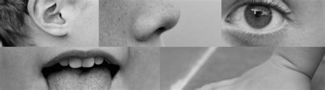 Illusion Of Smell Olfactory Badassery