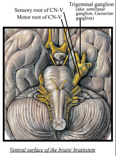 Mandibular Nerve Review Flashcards Quizlet