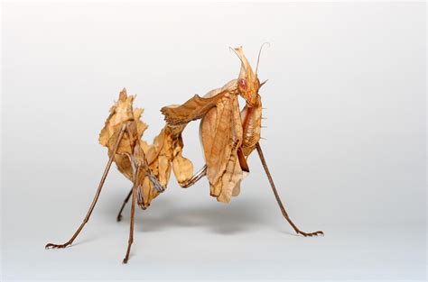 Devil Mantis 001 By Macrojunkie On Deviantart