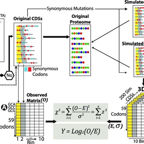 Quantification Strategy Of Codon Usage Bias By Bins Relative To Coding