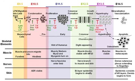 Lecture Limb Development Embryology