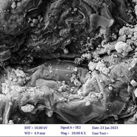 sem image of fe3o4 sio2 nh2 go il mn download scientific diagram