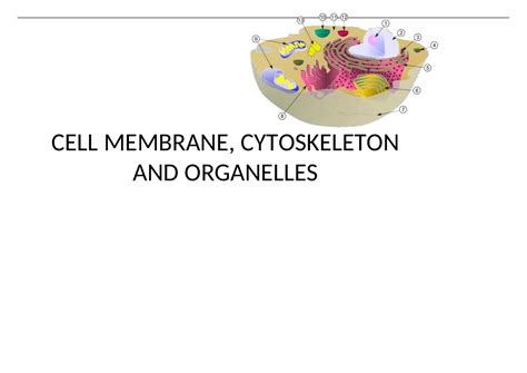 Summary Cell Membrane Cytoskeleton And Organelles Detailed Notes