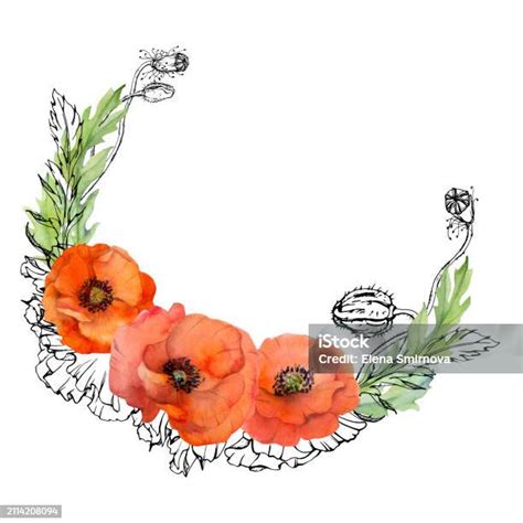손으로 그린 수채화 식물 그림 꽃 잎 빨간 양귀비 Papaver 줄기 새싹 Seedpods 흰색 배경에 고립된 화환 프레임입니다