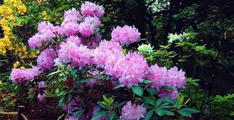 Садовый рододендрон - описание и фото сортов и видов, посадка и уход ...