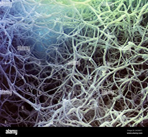 Nanofoam Material Coloured Scanning Electron Micrograph Sem This