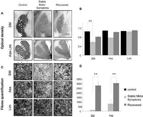Dat Labelling In Striatum A Examples Of Distribution Of Dat Download Scientific Diagram