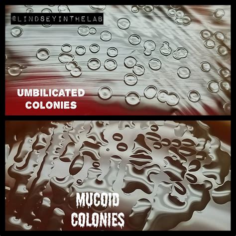 Mucoid Colony