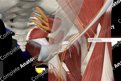 Ilioinguinal Nerve
