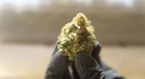 Understanding The Difference Between THC And THC A And Their Psychoactive Effects Fire Frost