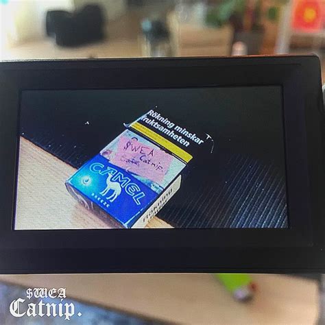 Swea Catnip Cover Art Album On Imgur