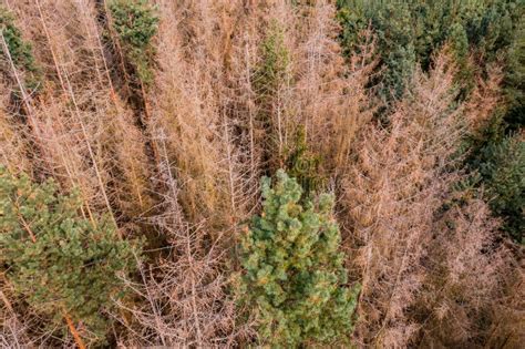 Aerial View Of Diseased Fir Trees With High Mortality And Severe Forest Dieback In Europe Stock