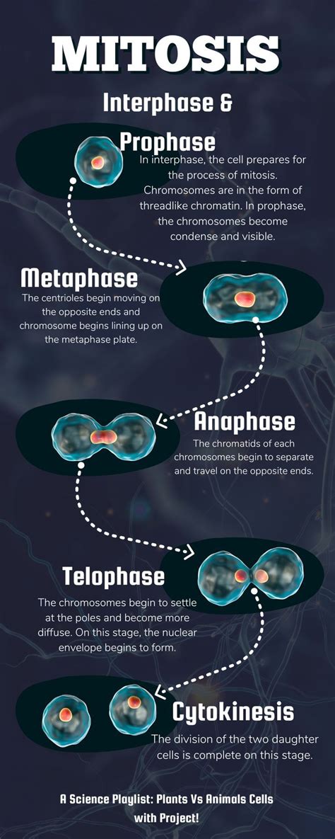 Mitosis Or Metosis A Playlist Daughter Cells Cell Division