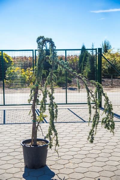 Plavi Libanonski Cedar Vrtni Centar Iva