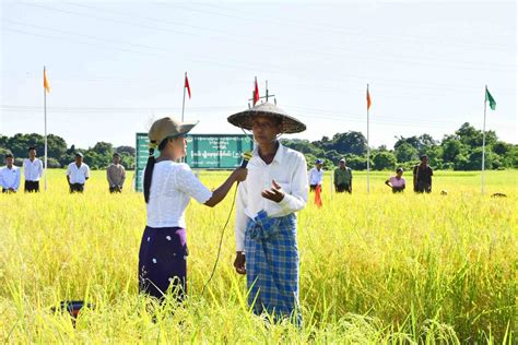 ကျောက်ဖြူမြို့နယ်၌ မိုးစပါးမျိုးစေ့ထုတ်စိုက်ခင်း မျိုးကွဲများကင်းစင်ပ