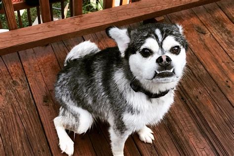 Husky Pug Mix Meet The Quirky Cross