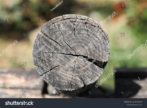 Cross Section Tree Trunk Showing Growth Stock Photo 2159334009 Shutterstock