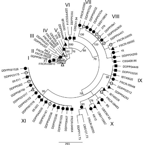 Bootstrap Consensus Tree Inferred From The Mp Analysis Of Igs Rdna Download Scientific Diagram