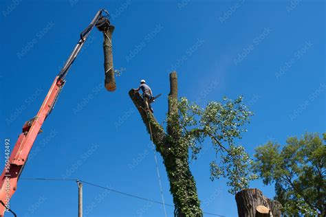 Urban Forestry And The Dangerous Process Of Tree Removal Stock Photo Adobe Stock
