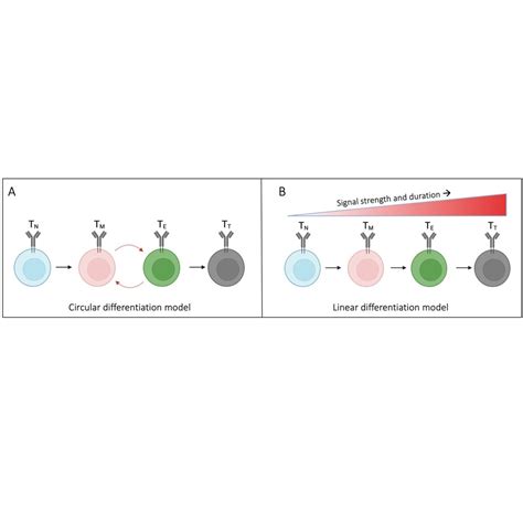 a data driven boolean model explains memory subsets and evolution in