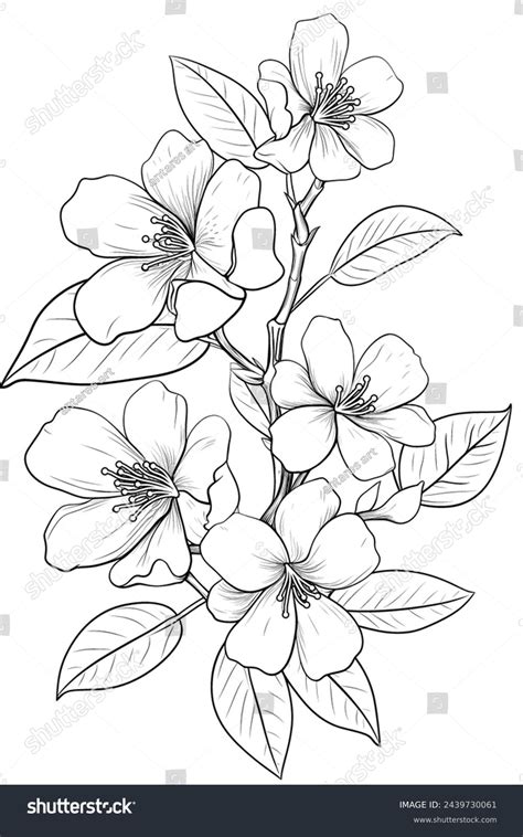 Line Illustration Jasmine Flower Jasmine Flower Stock Illustration