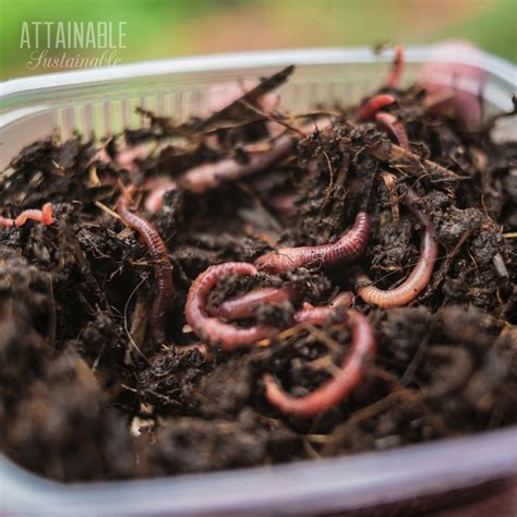 How To Make A Worm Bin For Less Than 5 Easy Diy Worm Composter